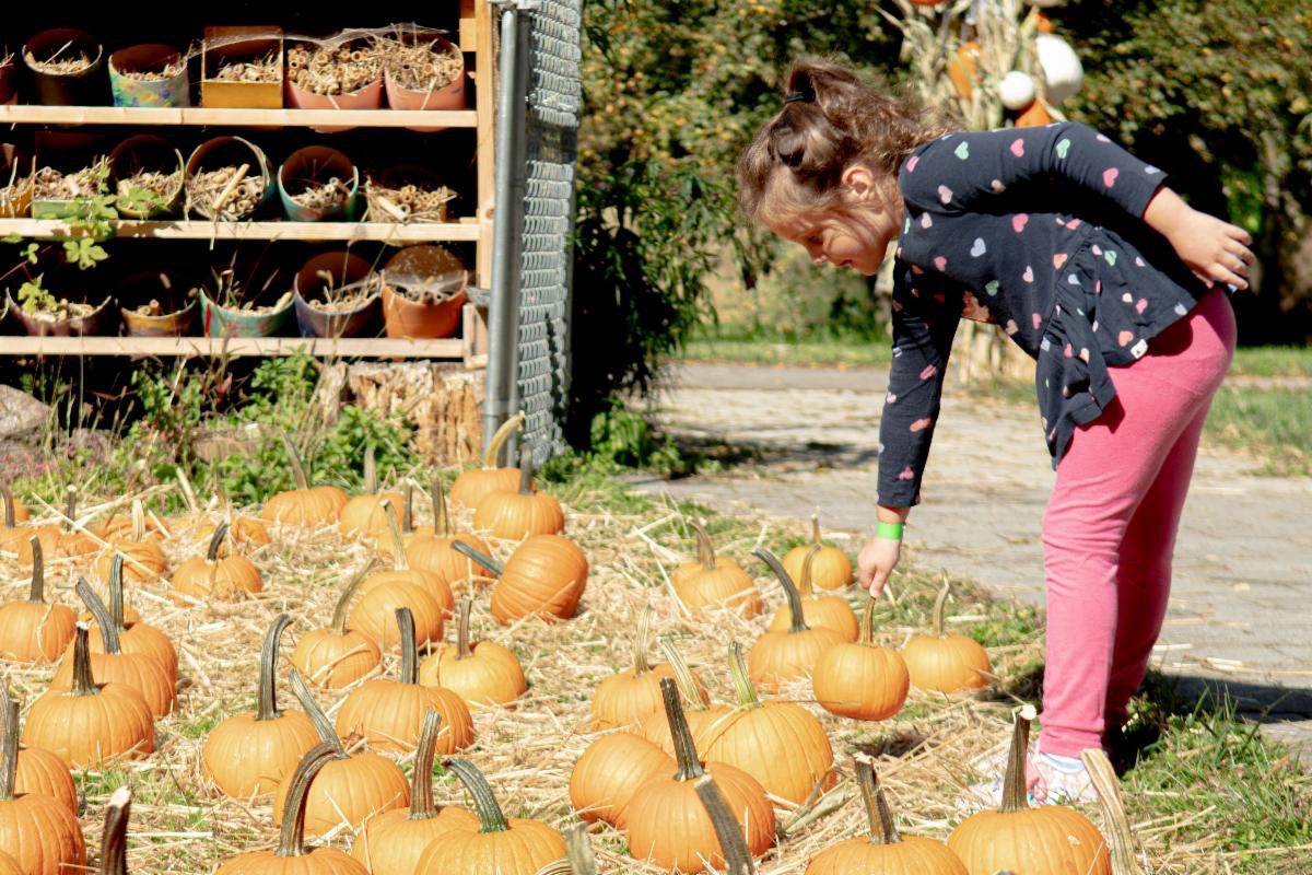Pumpkin Patch at Queens Botanical Garden - New York Loves Kids